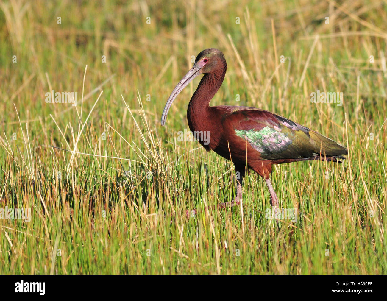 The image captures a White-Faced Ibis at the Seedskadee National ...