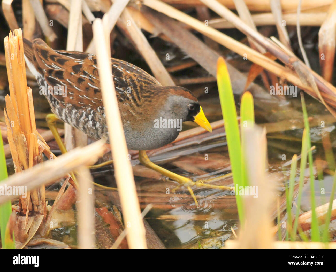 A Sora bird is spotted at Seedskadee National Wildlife Refuge ...