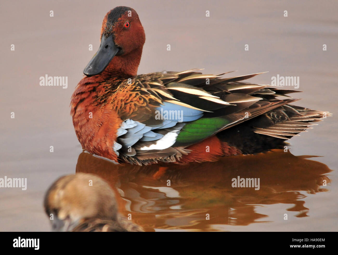 A Cinnamon Teal is spotted at Seedskadee National Wildlife Refuge, an ...