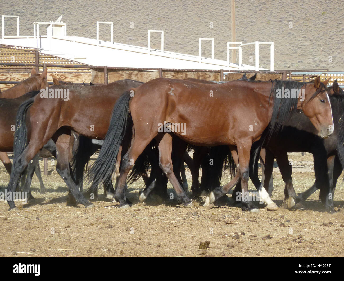 The Pancake Gather project gathers wild horses, including mares and ...