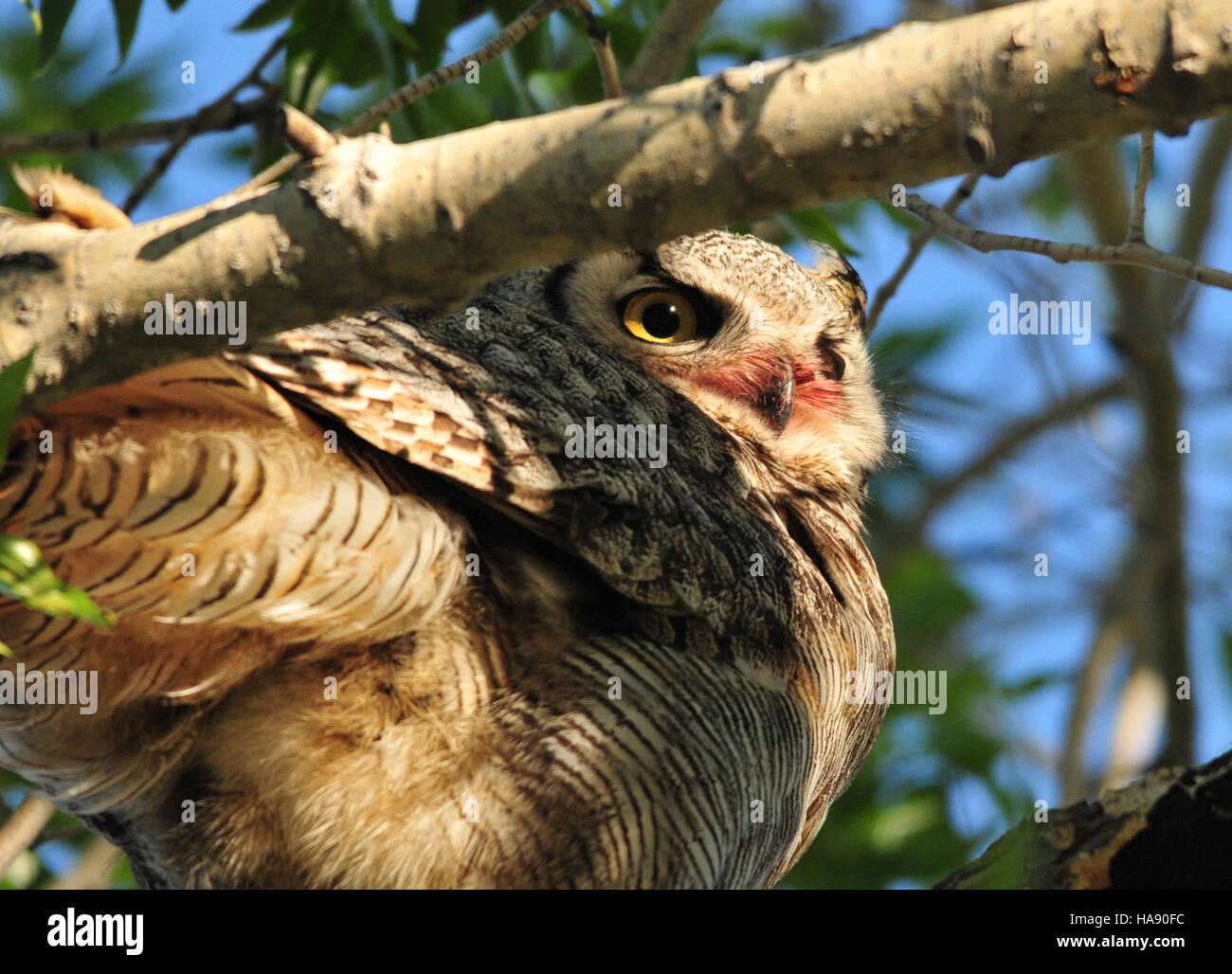 Predator prey relationships hi-res stock photography and images - Alamy
