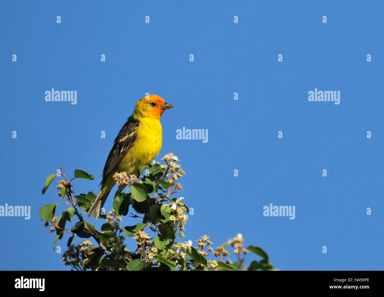The Western Tanager, spotted at Seedskadee National Wildlife Refuge, is ...