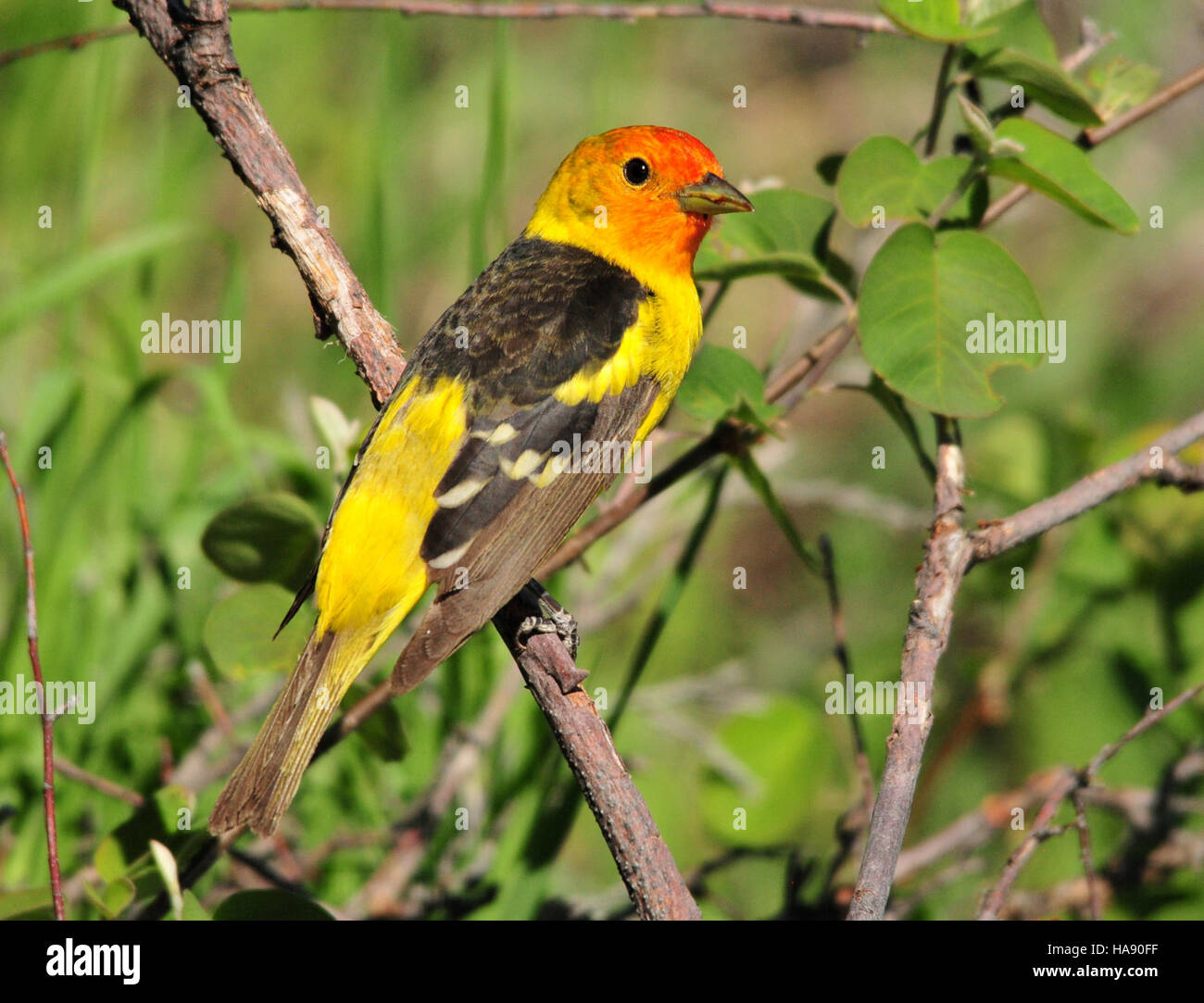 A Western Tanager is spotted at the Seedskadee National Wildlife Refuge ...