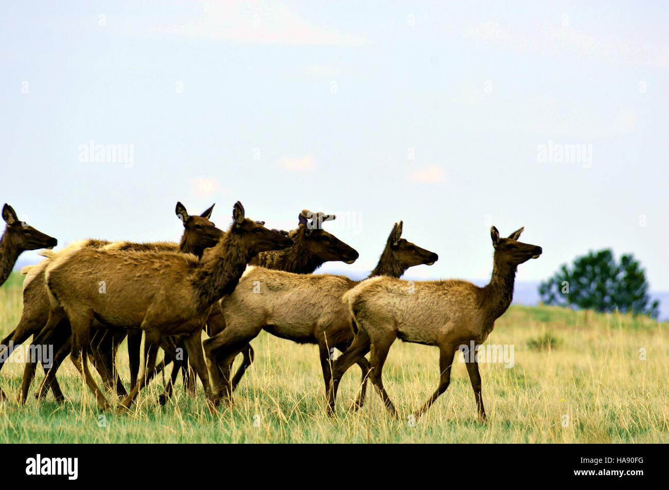 A captivating scene from a national park showing a group of wildlife ...