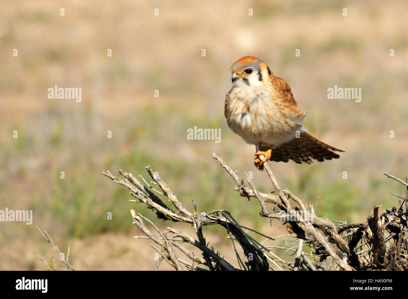 An adult female American Kestrel perches in the Seedskadee National ...