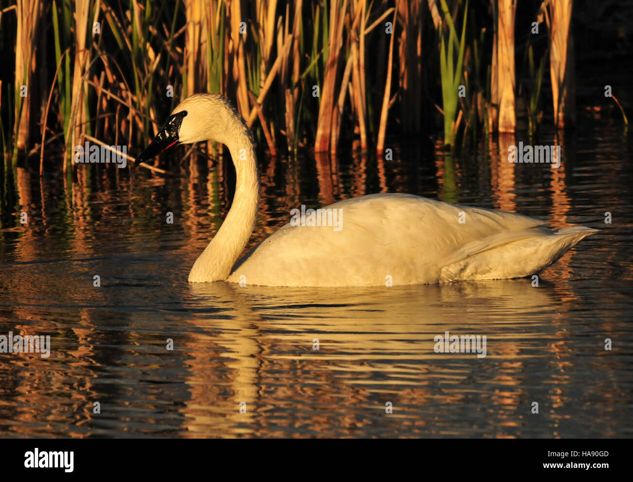 A Trumpeter Swan at Seedskadee National Wildlife Refuge, a vital ...