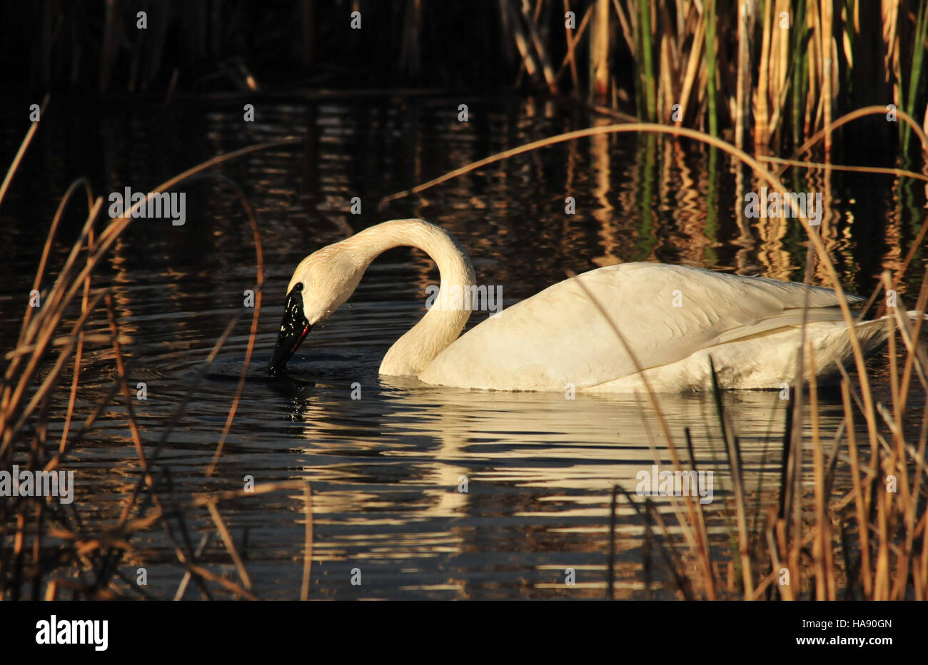 This image features a Trumpeter Swan at the Seedskadee National ...
