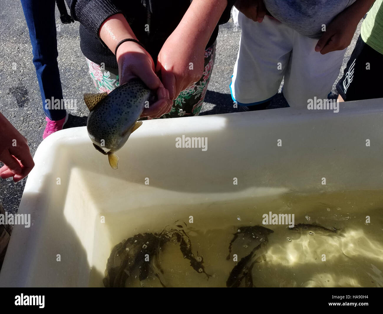 A wildlife education program on proper fish handling techniques ...
