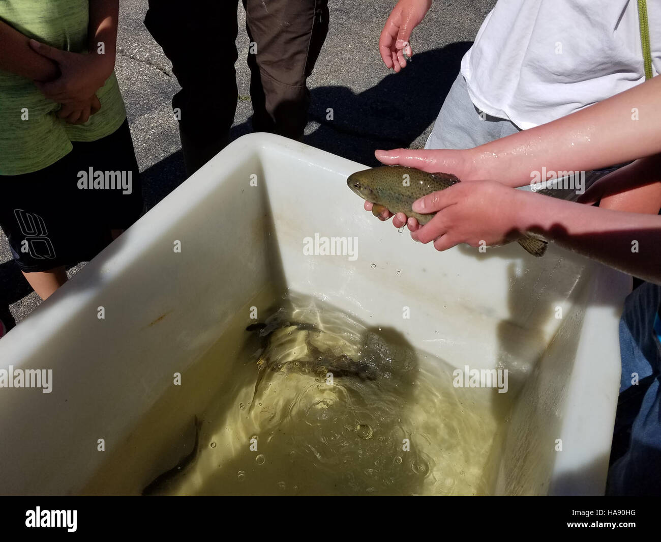 A wildlife expert handles a rainbow trout, an important species in ...