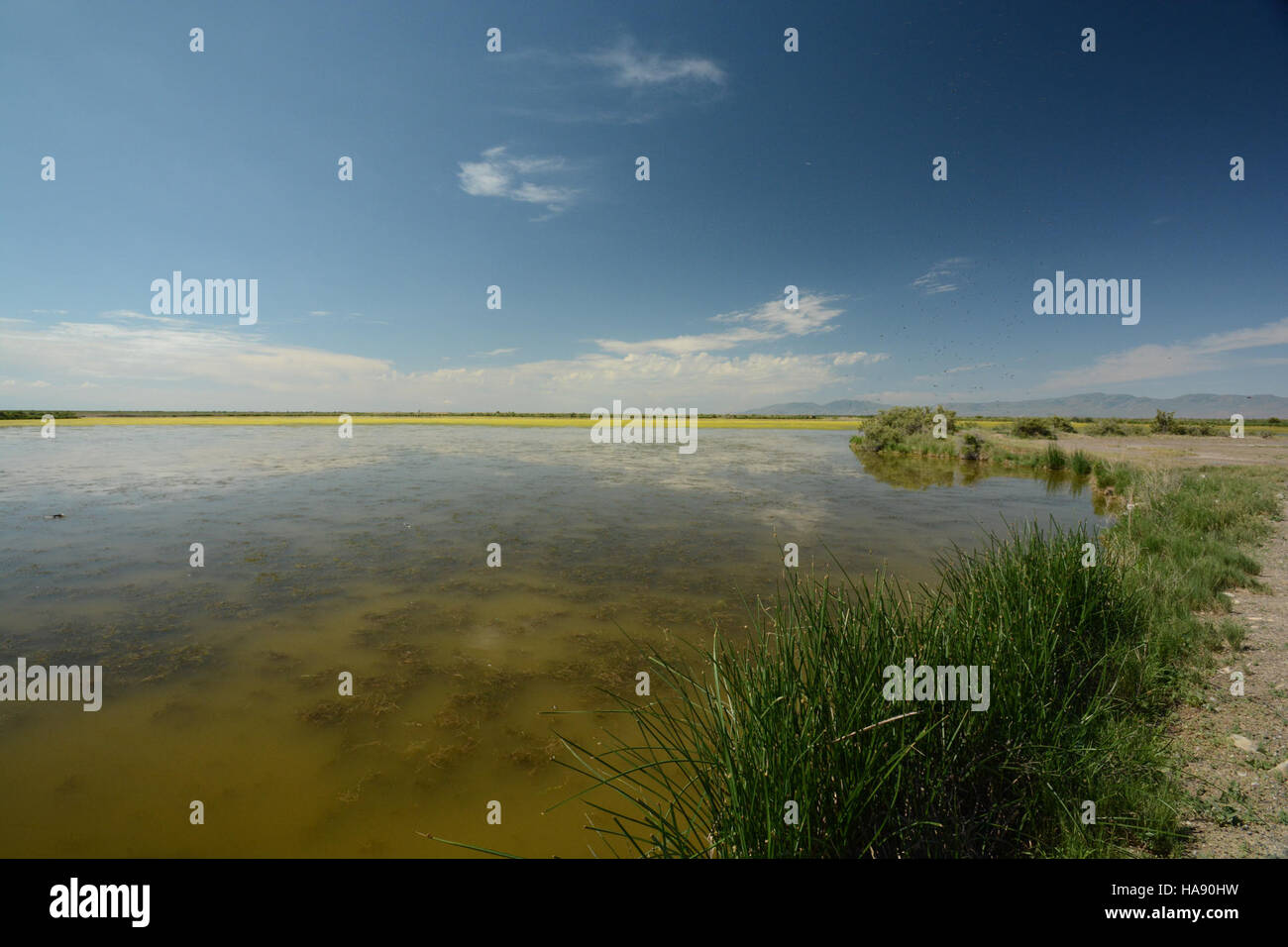 The Bear River Conservation Area in Utah is a vital habitat for ...