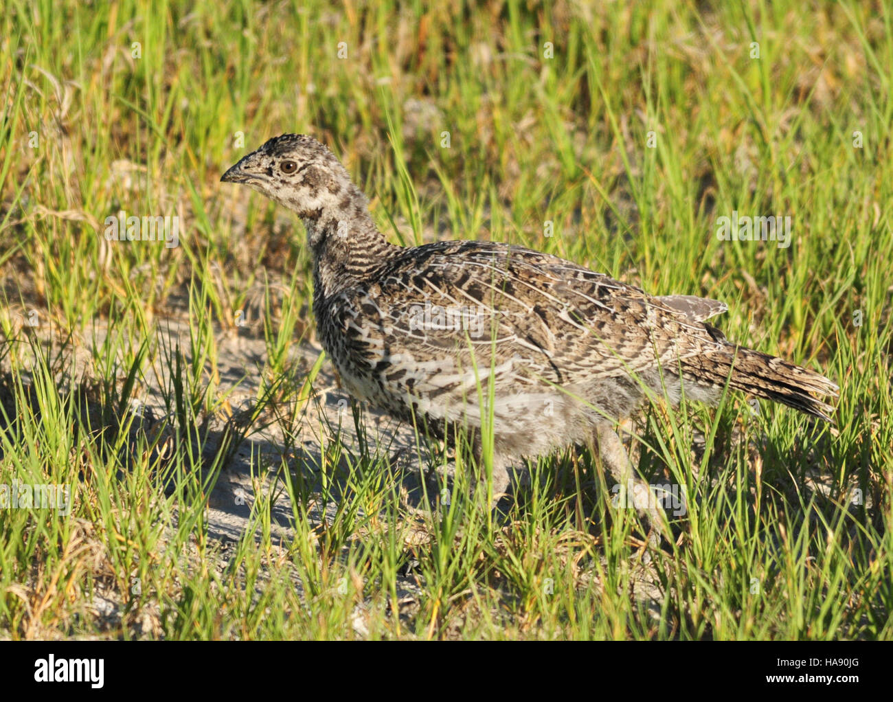 A greater sage-grouse chick is seen at Seedskadee National Wildlife ...