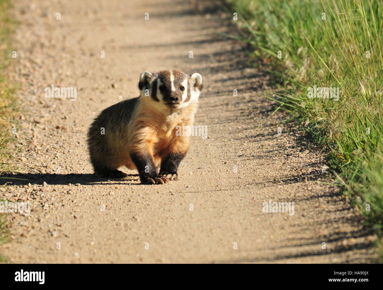 This image shows a badger in its natural habitat at the Seedskadee ...