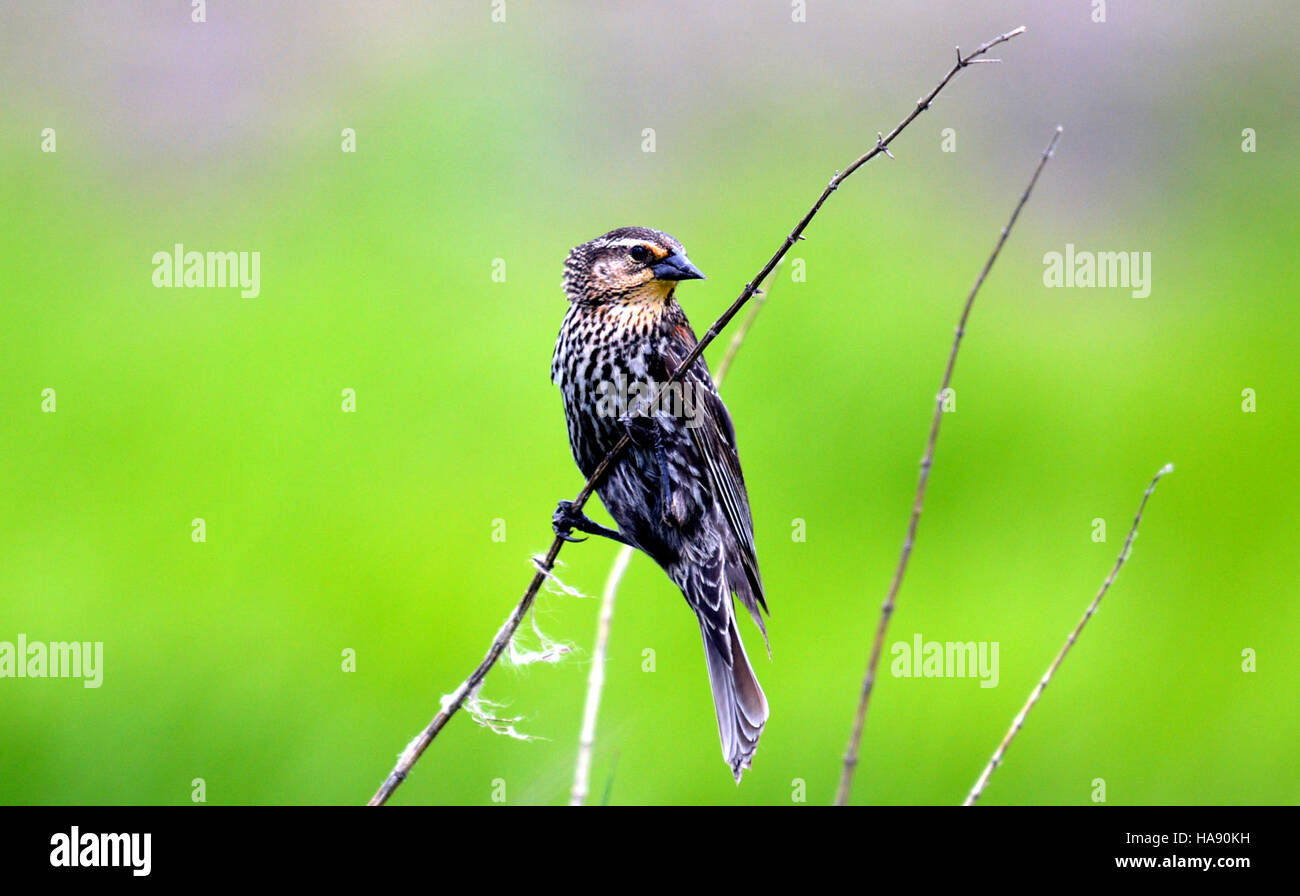 The female Red-winged Blackbird is observed in its natural habitat ...