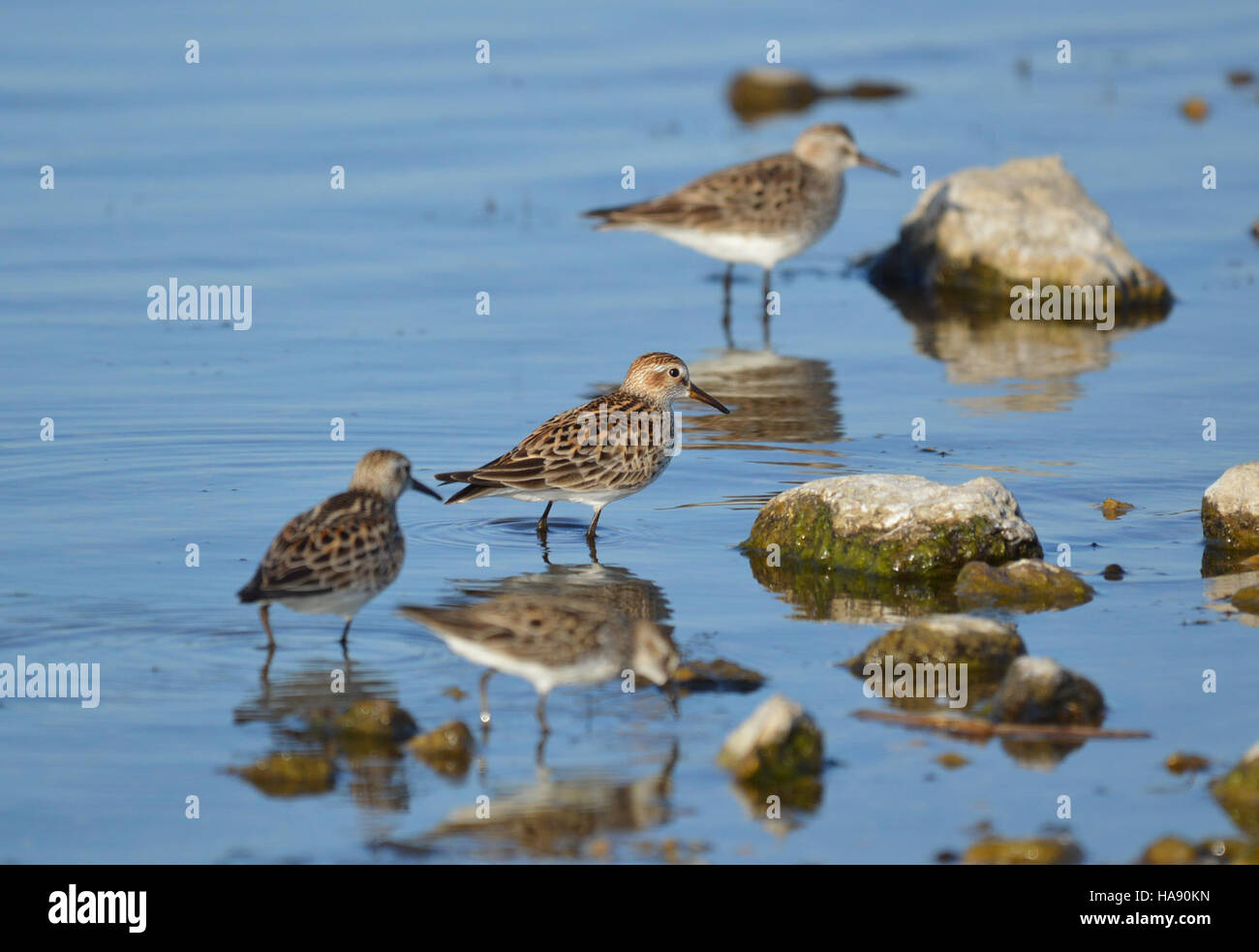 The Western Sandpiper, a migratory bird species, is an important part ...