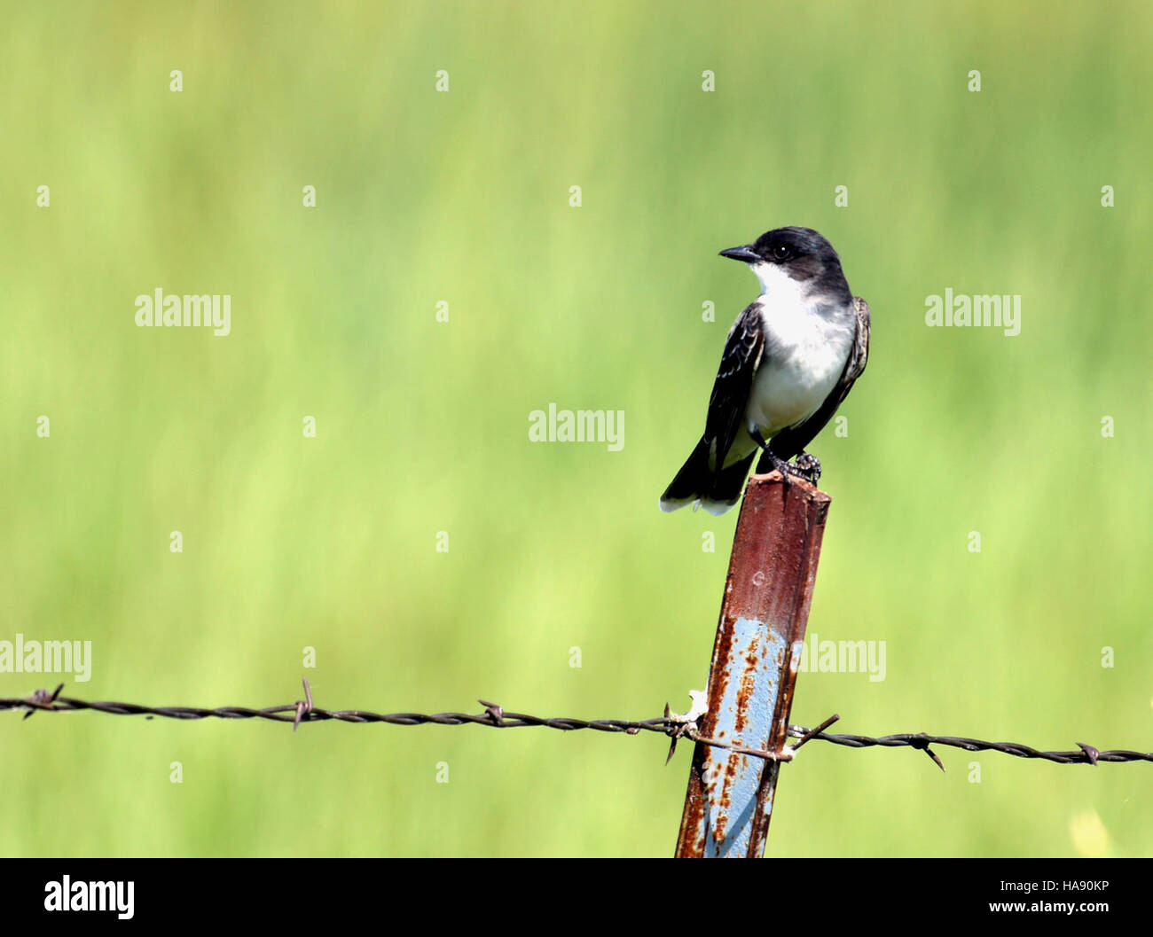 A male Eastern Kingbird perches on a branch in a national park ...