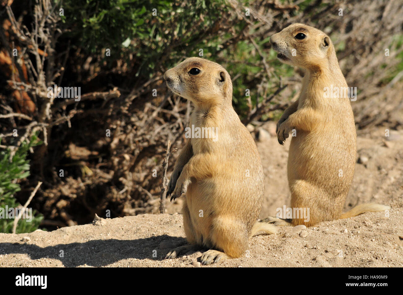 White-tailed prairie dogs are a keystone species in the ecosystems of ...