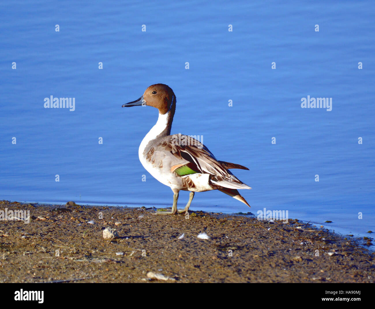 The Northern Pintail Drake, a species of duck, is a common sight in ...