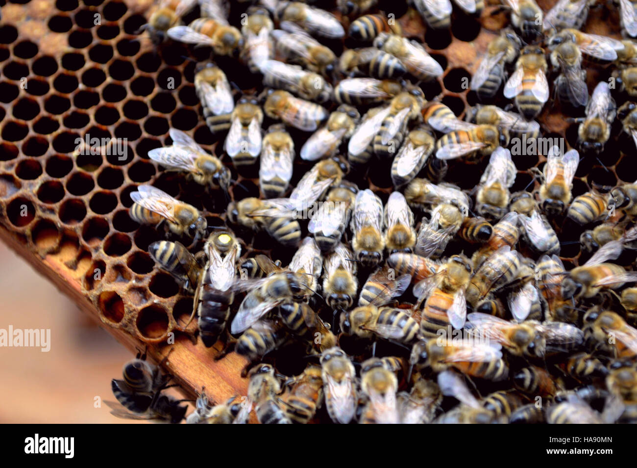 Honey bees are vital pollinators in national parks, supporting plant ...