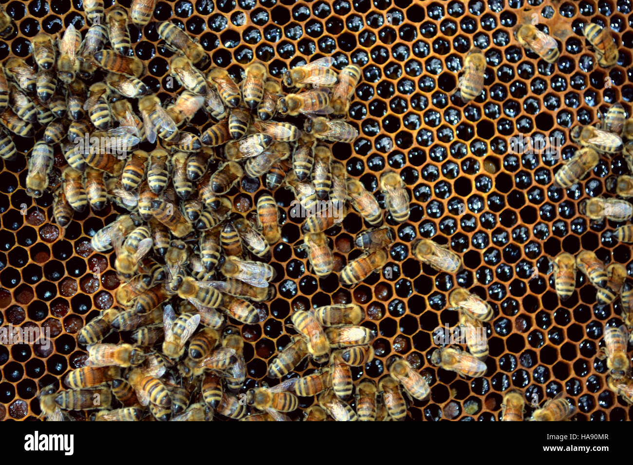 Honey bees play a crucial role in pollination within national parks ...