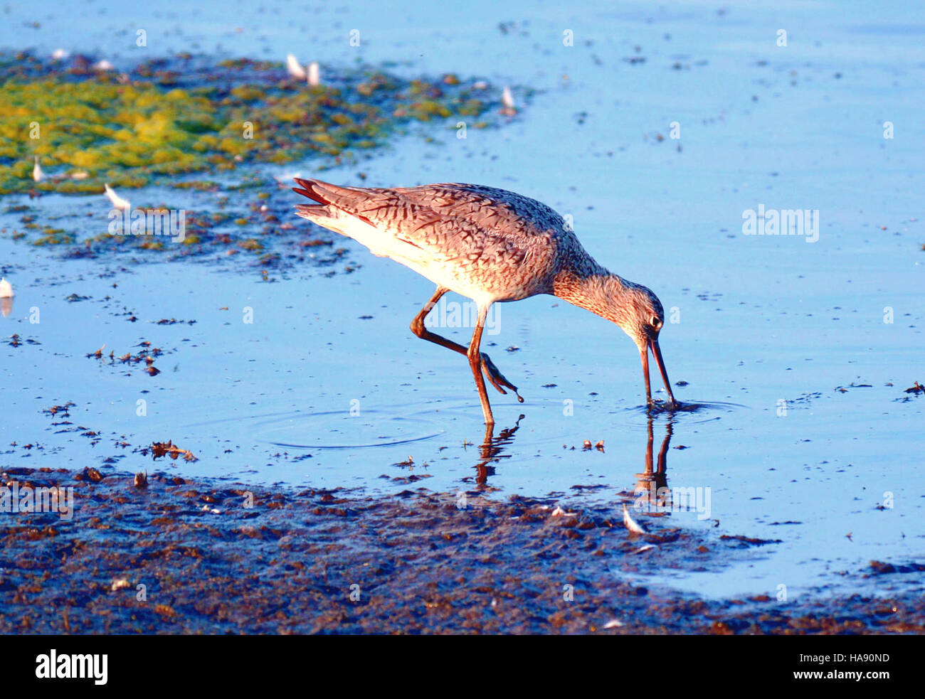 A Willet feeds in the wetlands of a national park, where it searches ...