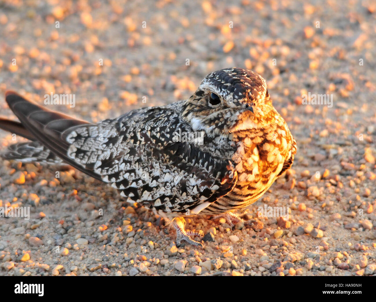 Common nighthawk hi-res stock photography and images - Alamy