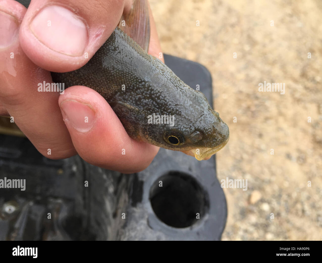 The adult Bonytail fish, shown in a U.S. National Park, plays a ...