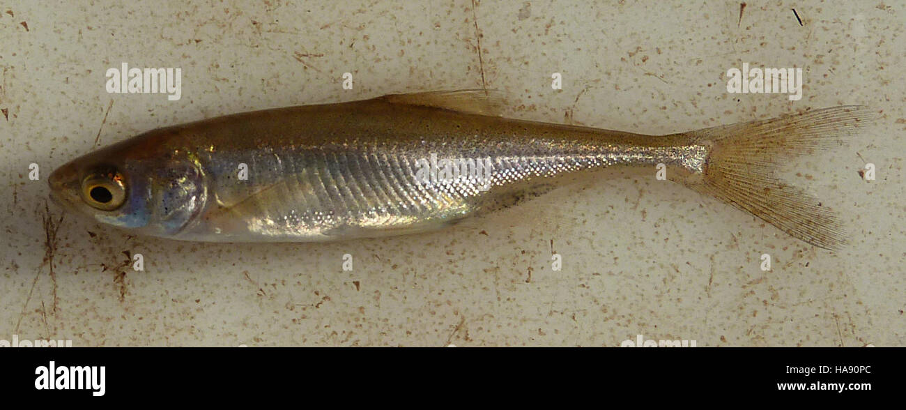 A young bonytail fish, native to the Colorado River, is part of ongoing ...