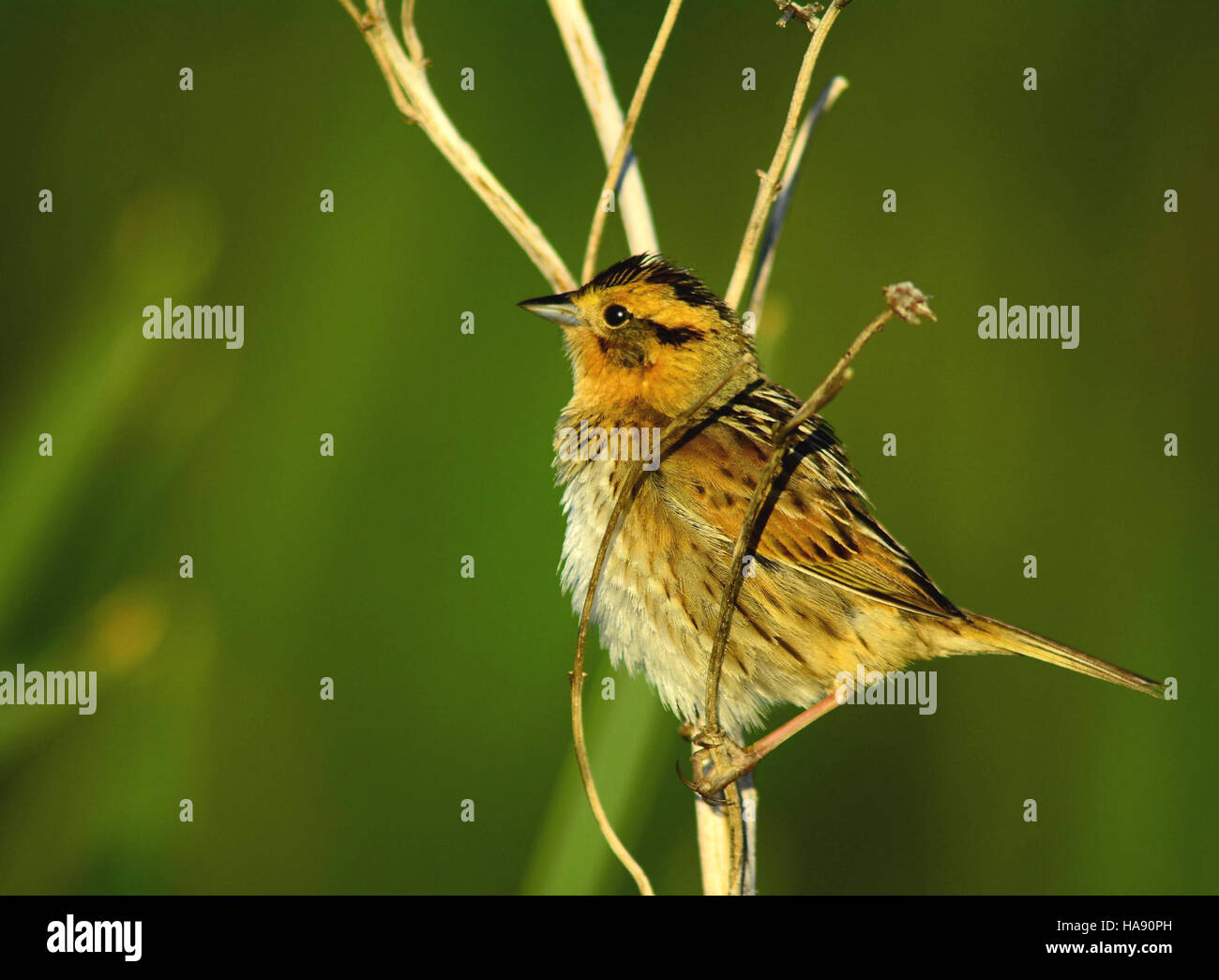 The Nelson’s Sparrow, a rare bird species, is being monitored in ...