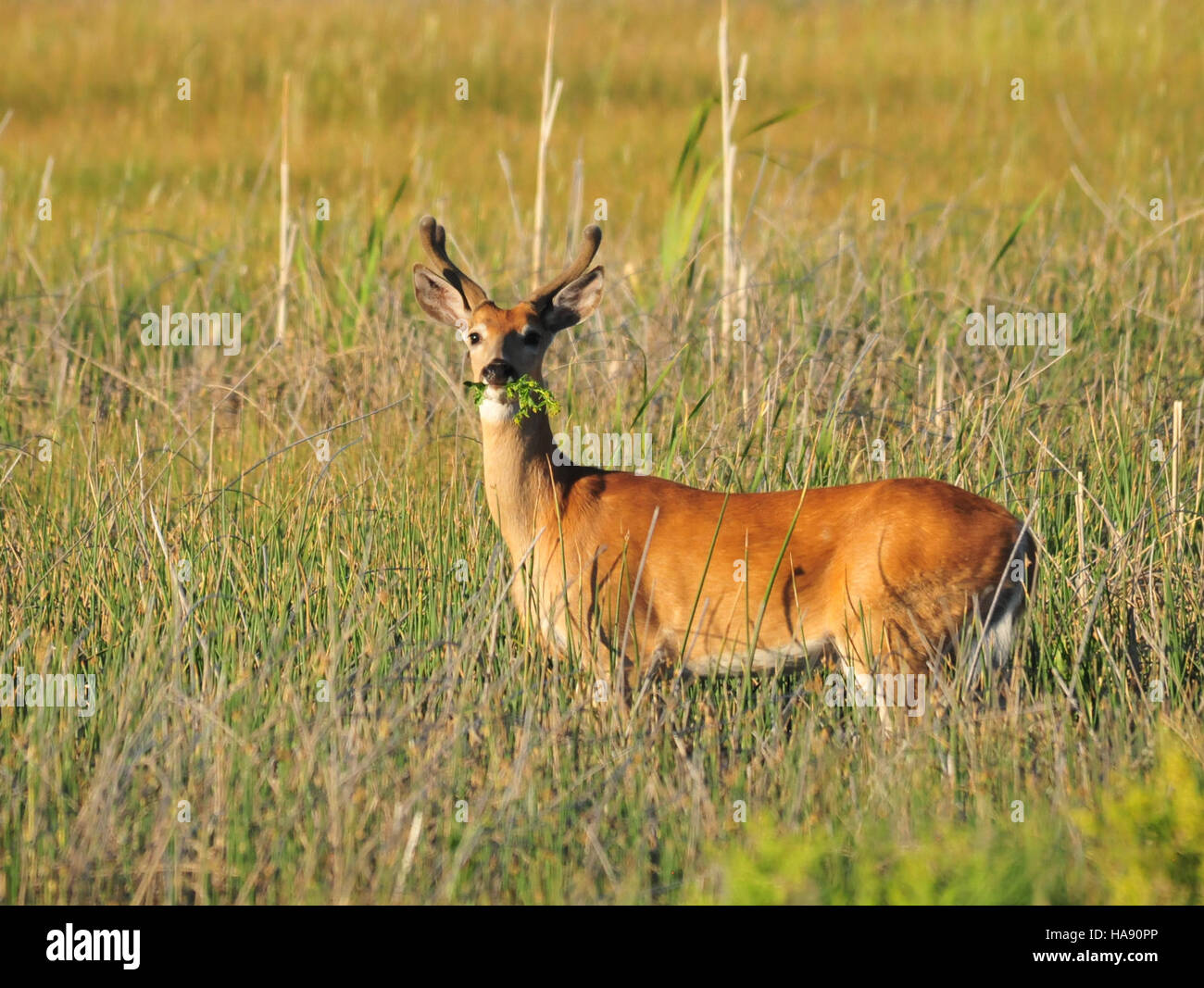 White-tailed deer observed at Seedskadee National Wildlife Refuge ...