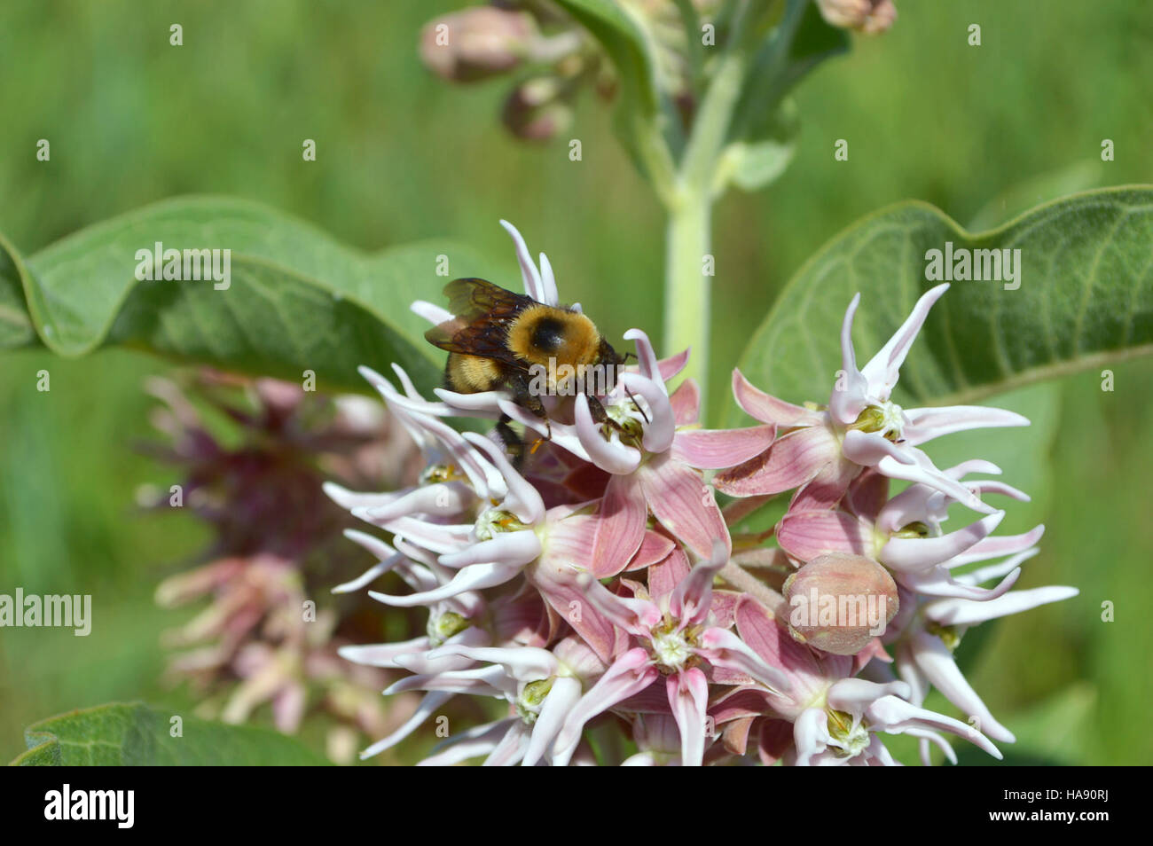 Native bumblebees pollinate milkweed at Seedskadee National Wildlife ...
