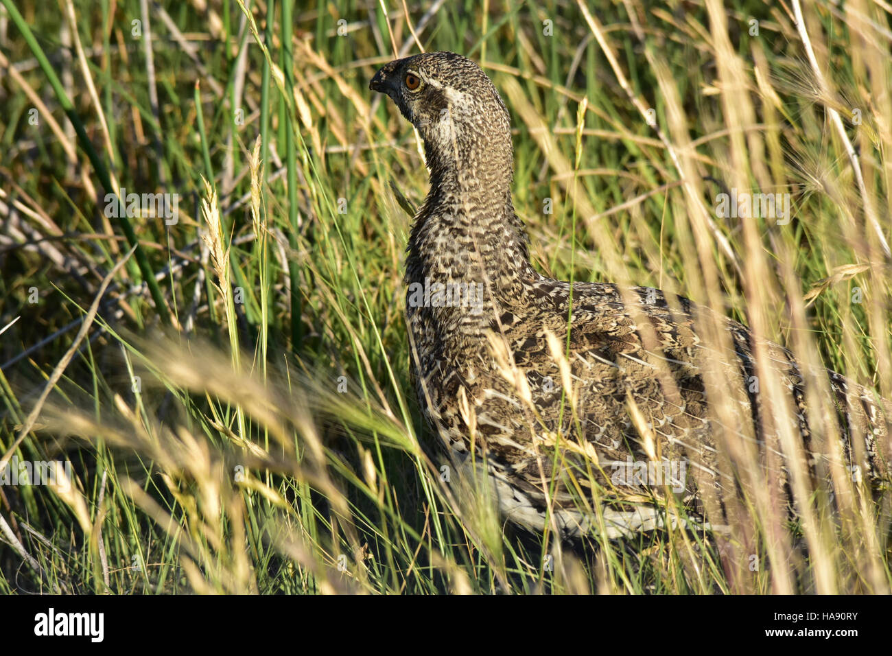 The Greater Sage-grouse, a species of concern, inhabits Seedskadee ...