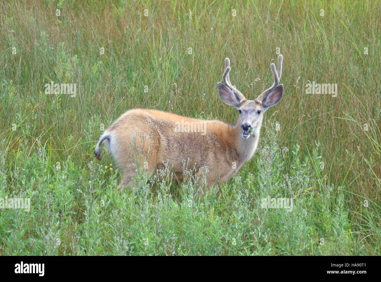 A mule deer buck with velvet-covered antlers is captured in its natural ...