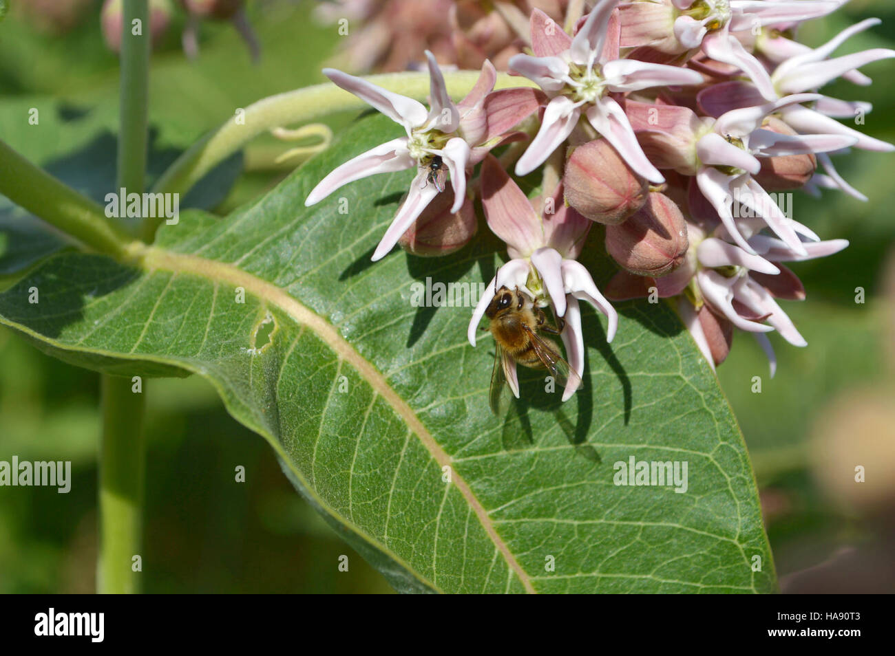 This image captures a honey bee pollinating milkweed, highlighting the ...