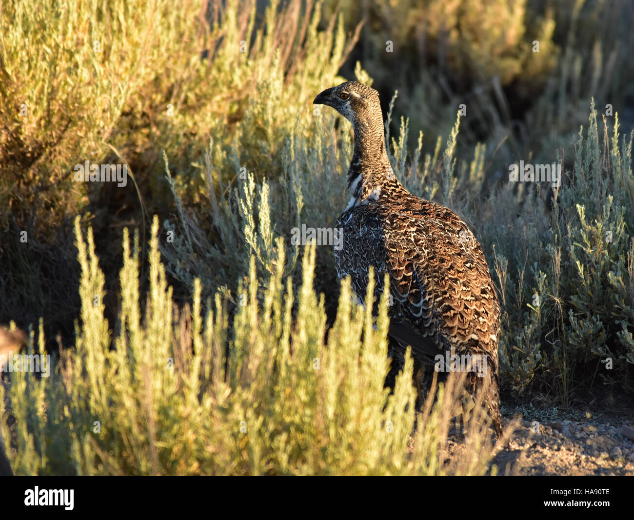 The Greater Sage-Grouse is seen in its natural habitat at Seedskadee ...