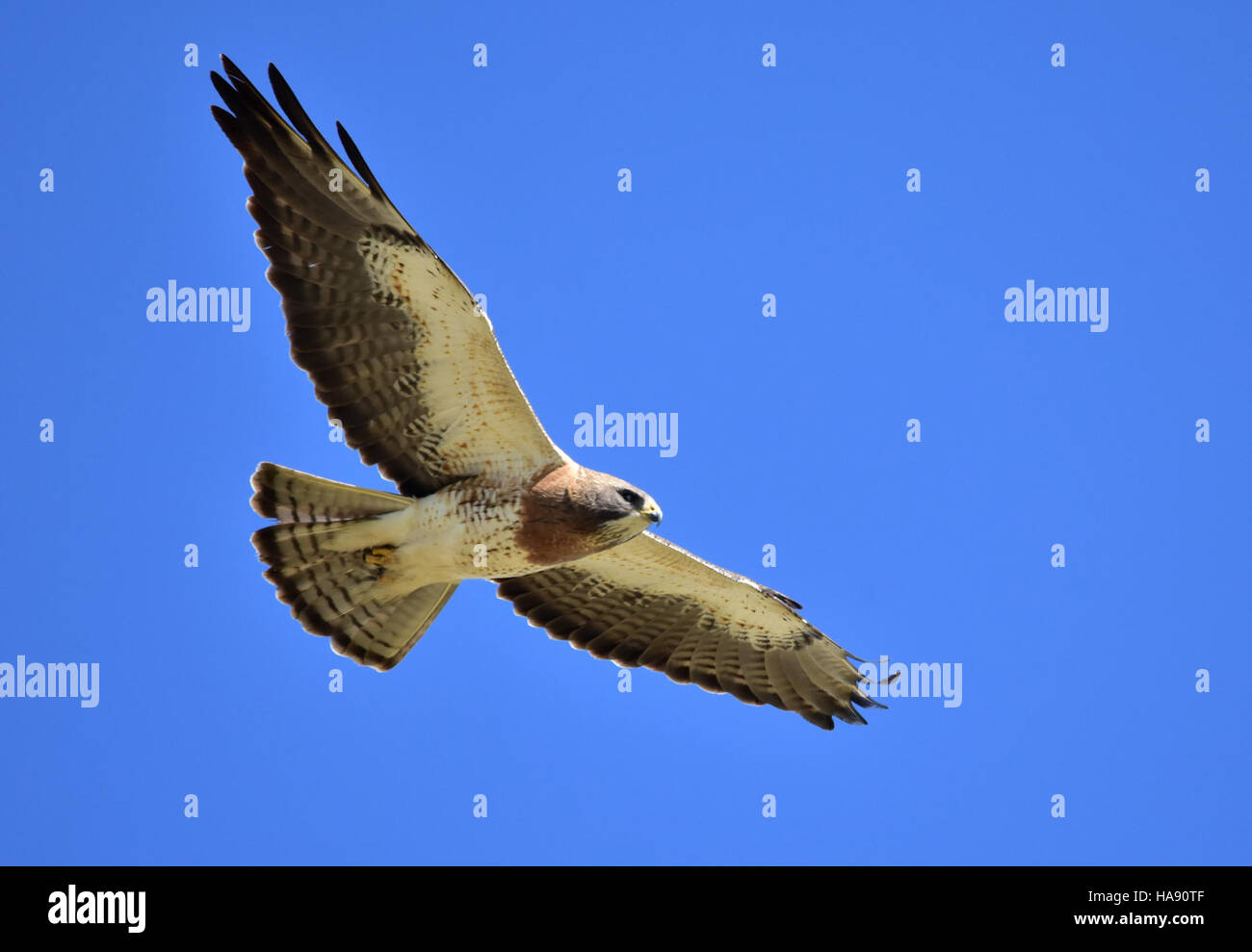 A Swainson's Hawk perches in a tree at Arapaho National Wildlife Refuge ...