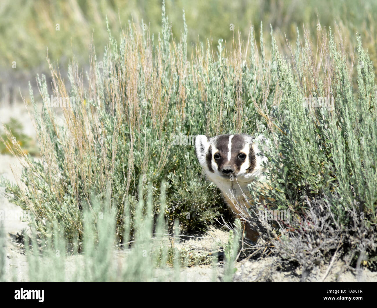 An American Badger is photographed at Seedskadee National Wildlife ...