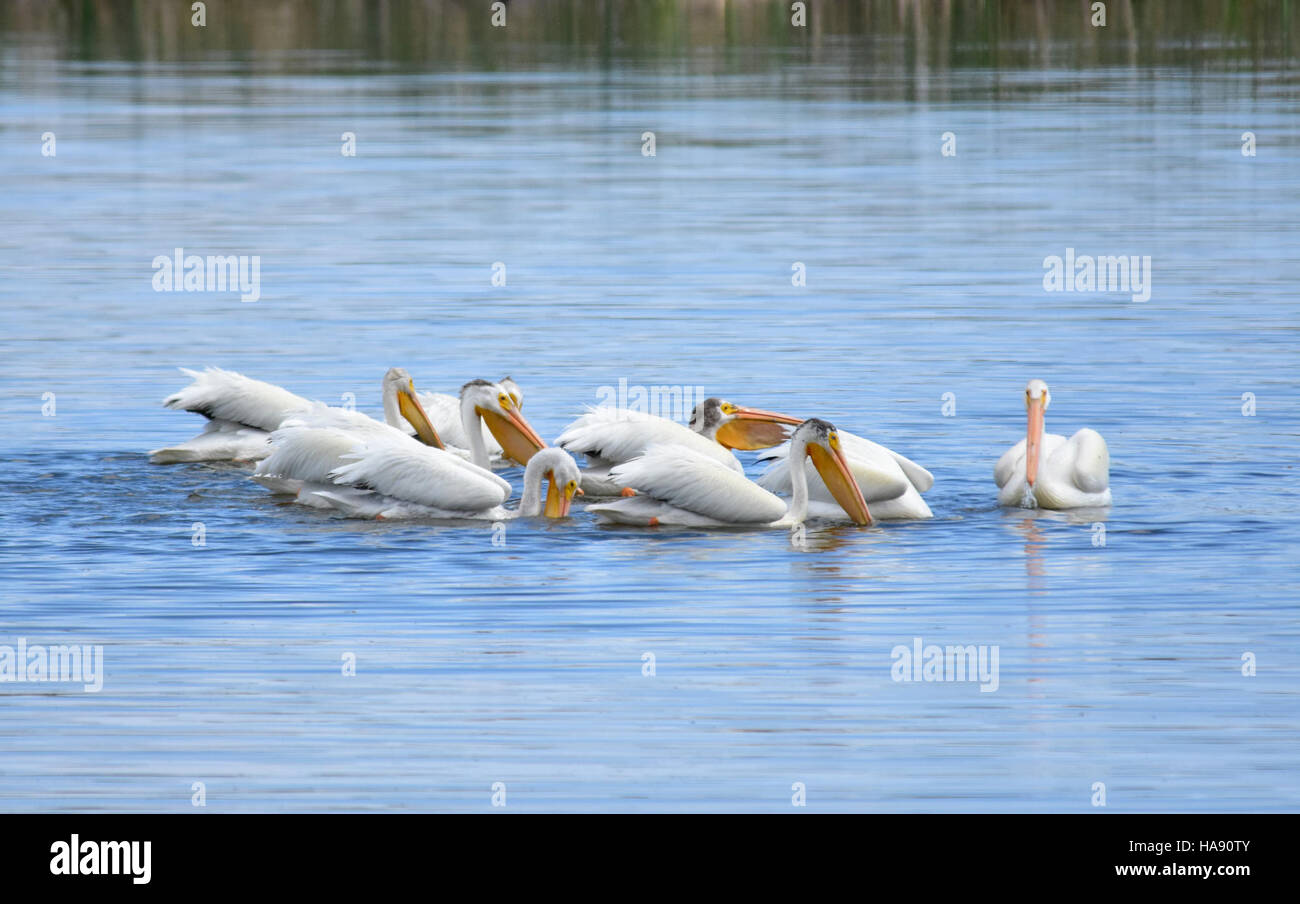 American white pelican migratory hi-res stock photography and images ...