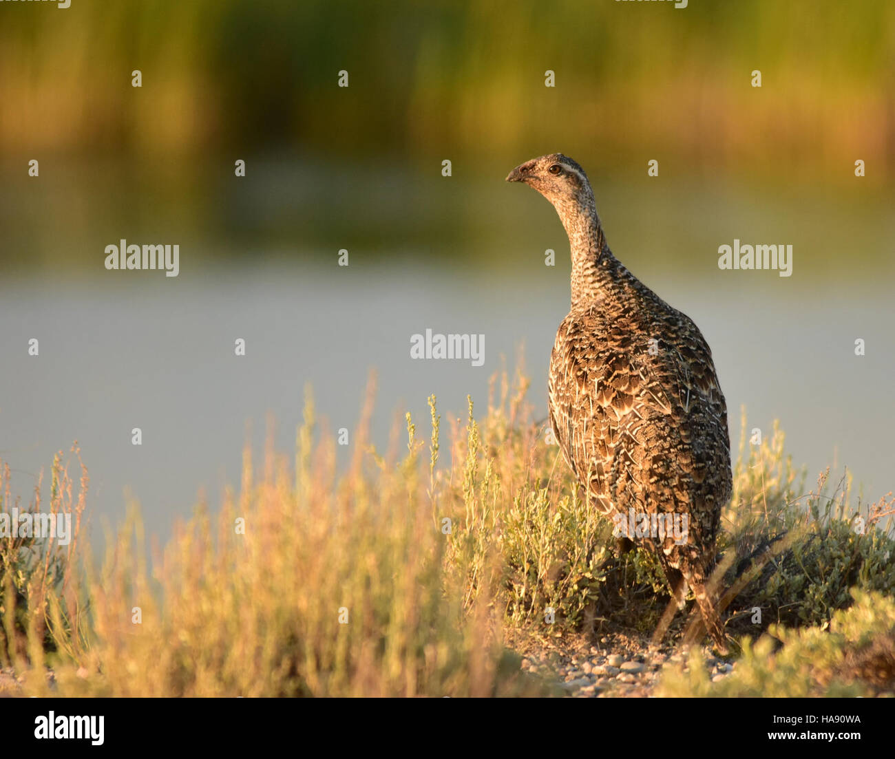 Greater sage grouse species hi-res stock photography and images - Alamy
