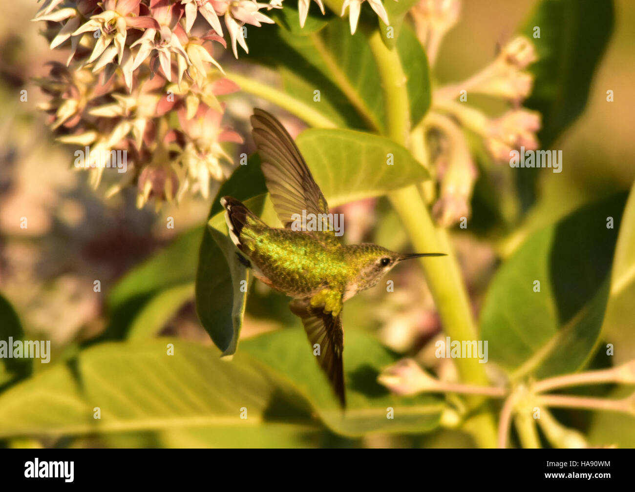 A photo of a juvenile male Rufous Hummingbird perched at Seedskadee ...