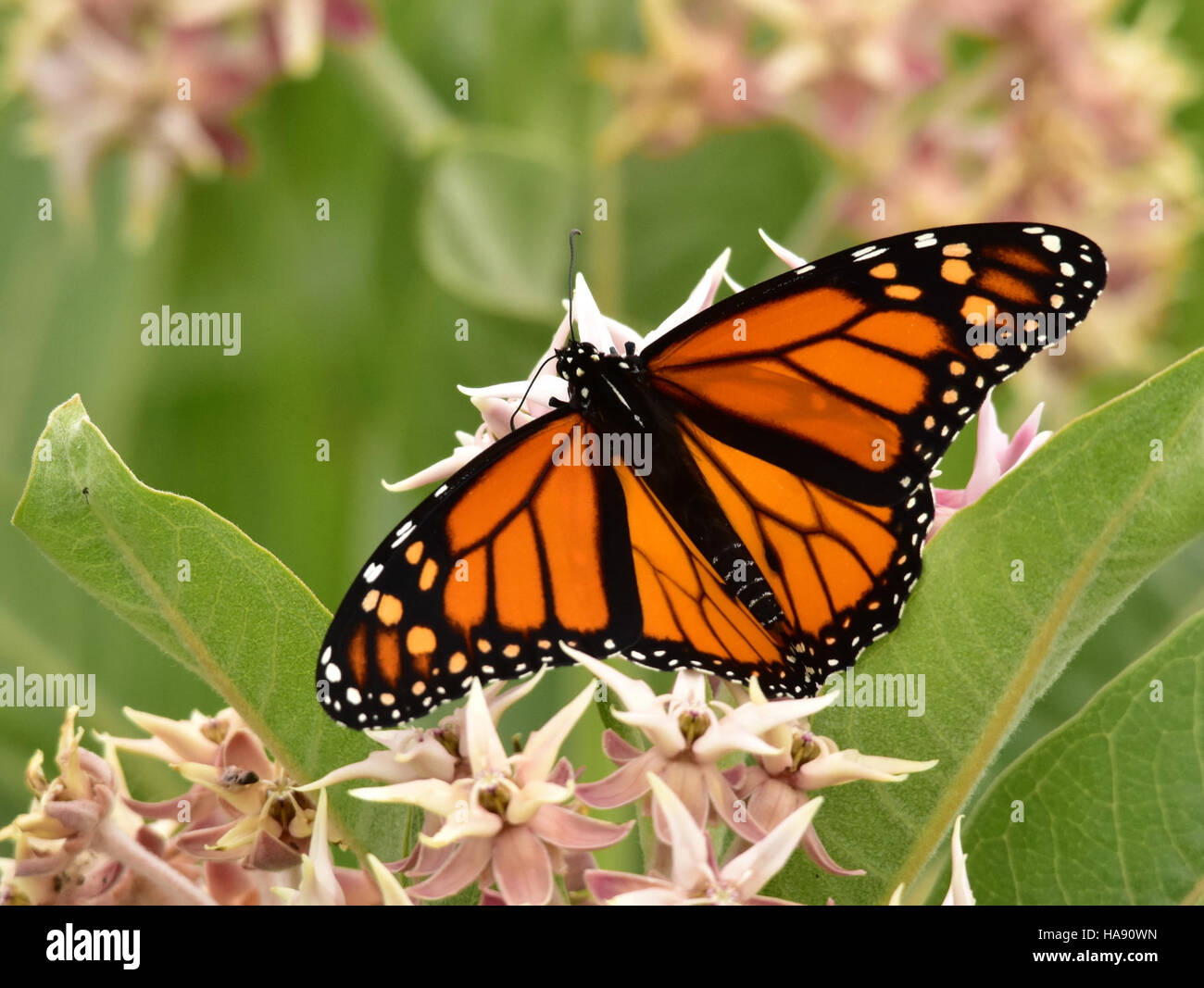 Monarch on showy milkweed hi-res stock photography and images - Alamy