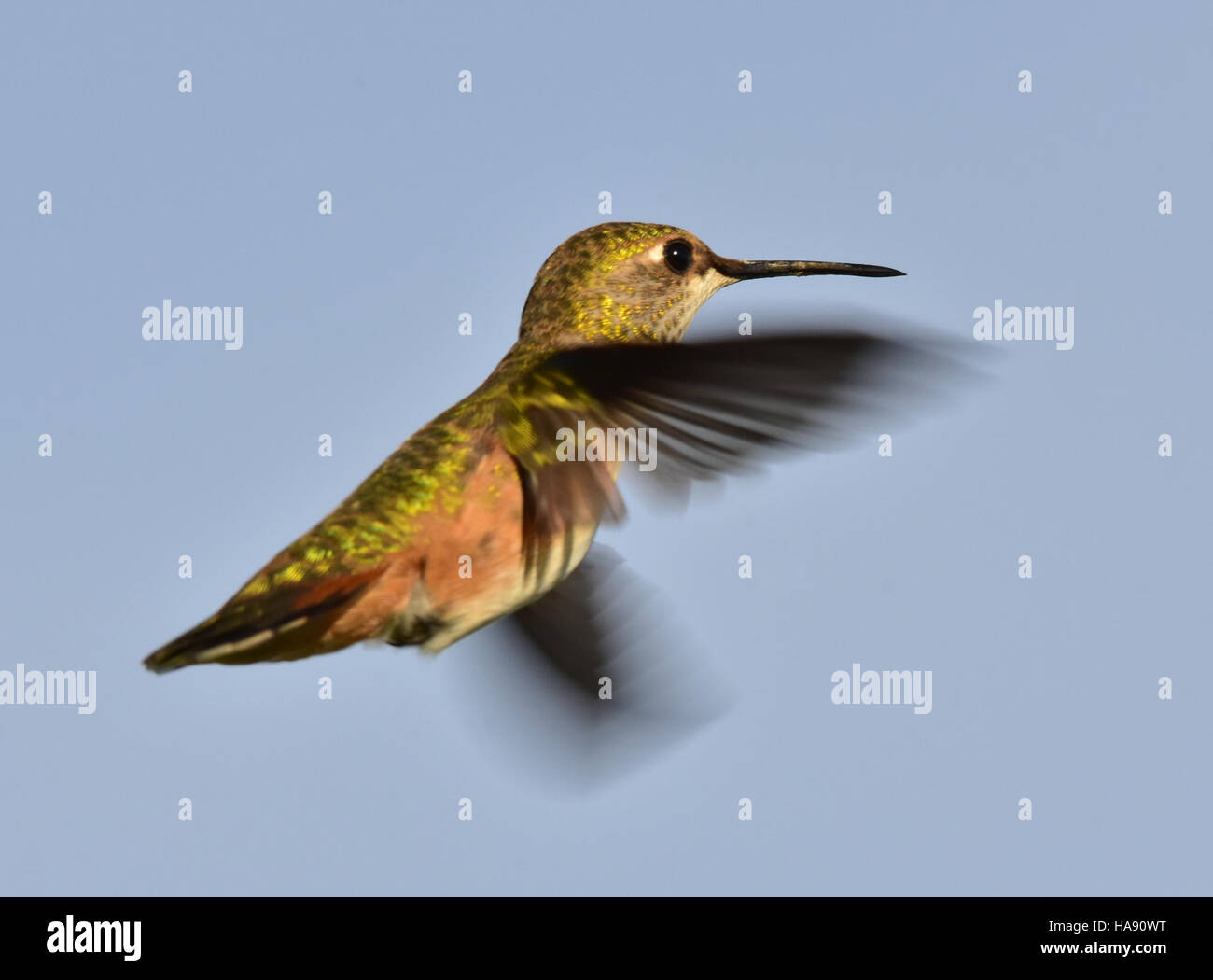 usfwsmtnprairie 28390944022 Rufous Hummingbird (juvenile male) on ...