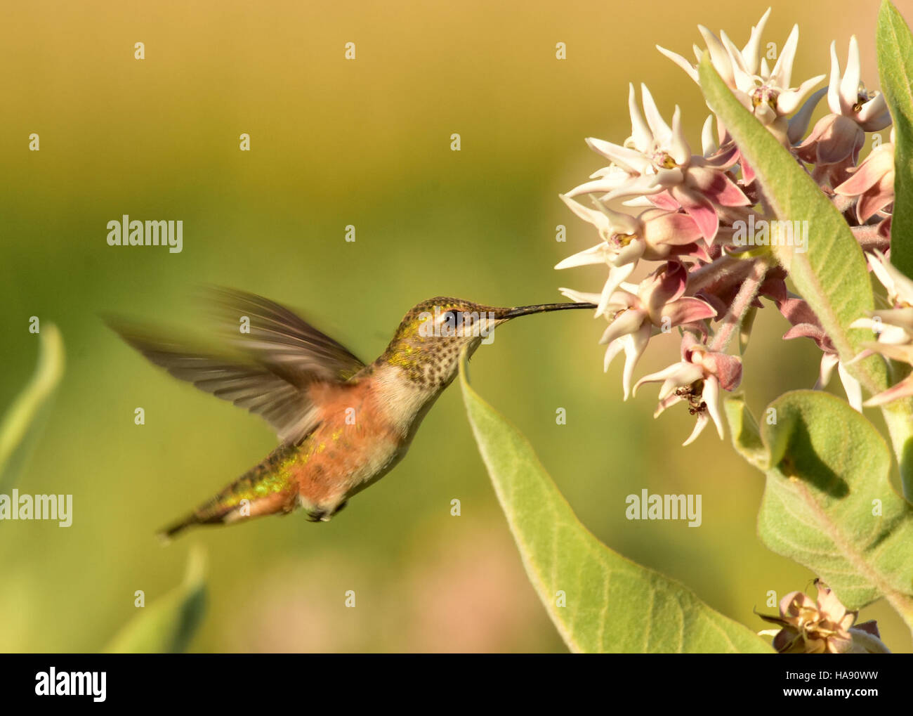 This image shows a juvenile male Rufous Hummingbird perched at ...
