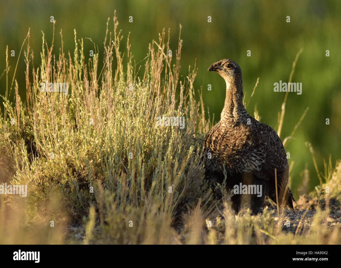 The Greater Sage-Grouse, a species of conservation concern, resides in ...