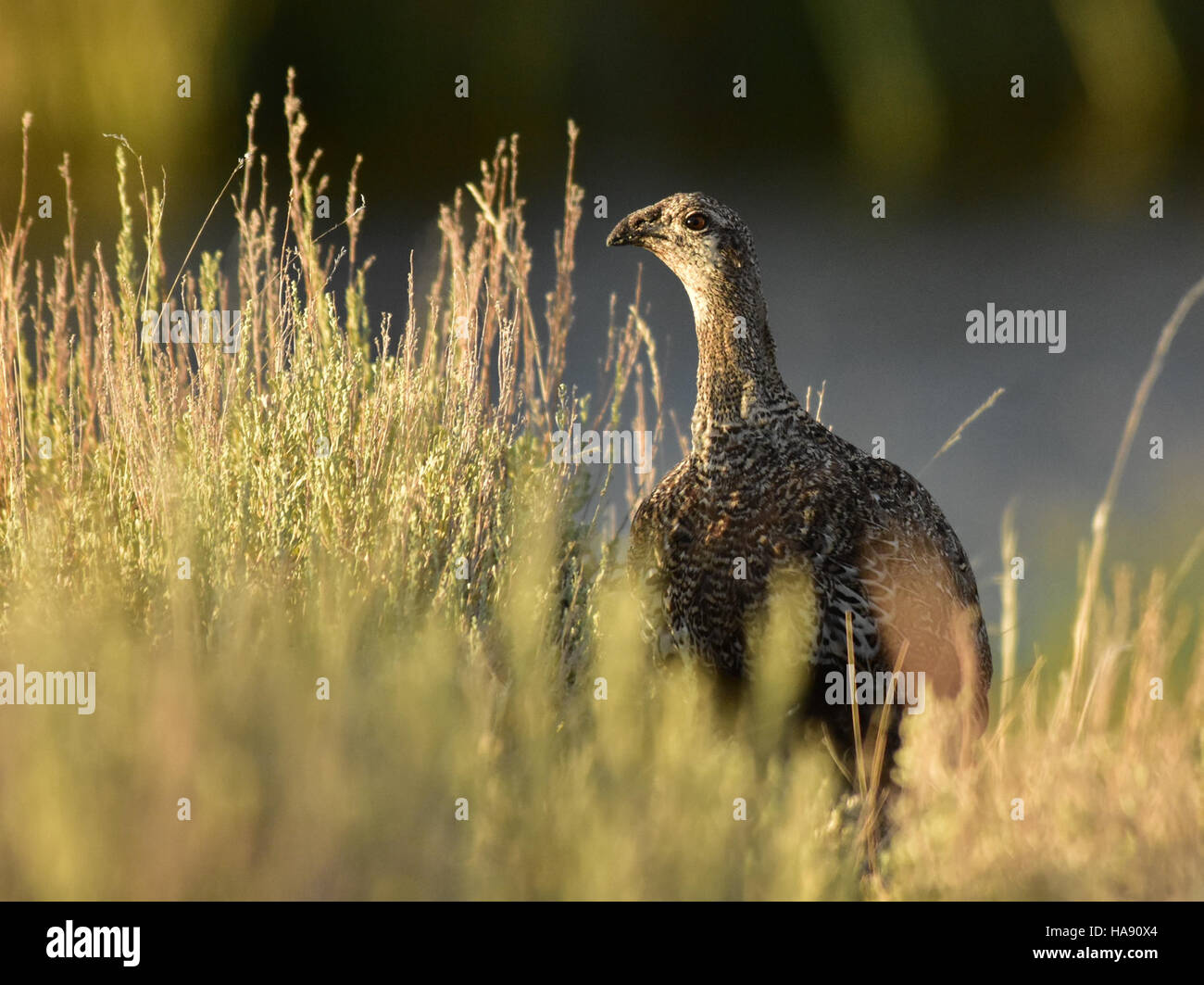 The Greater Sage-Grouse in Seedskadee National Wildlife Refuge, a key ...