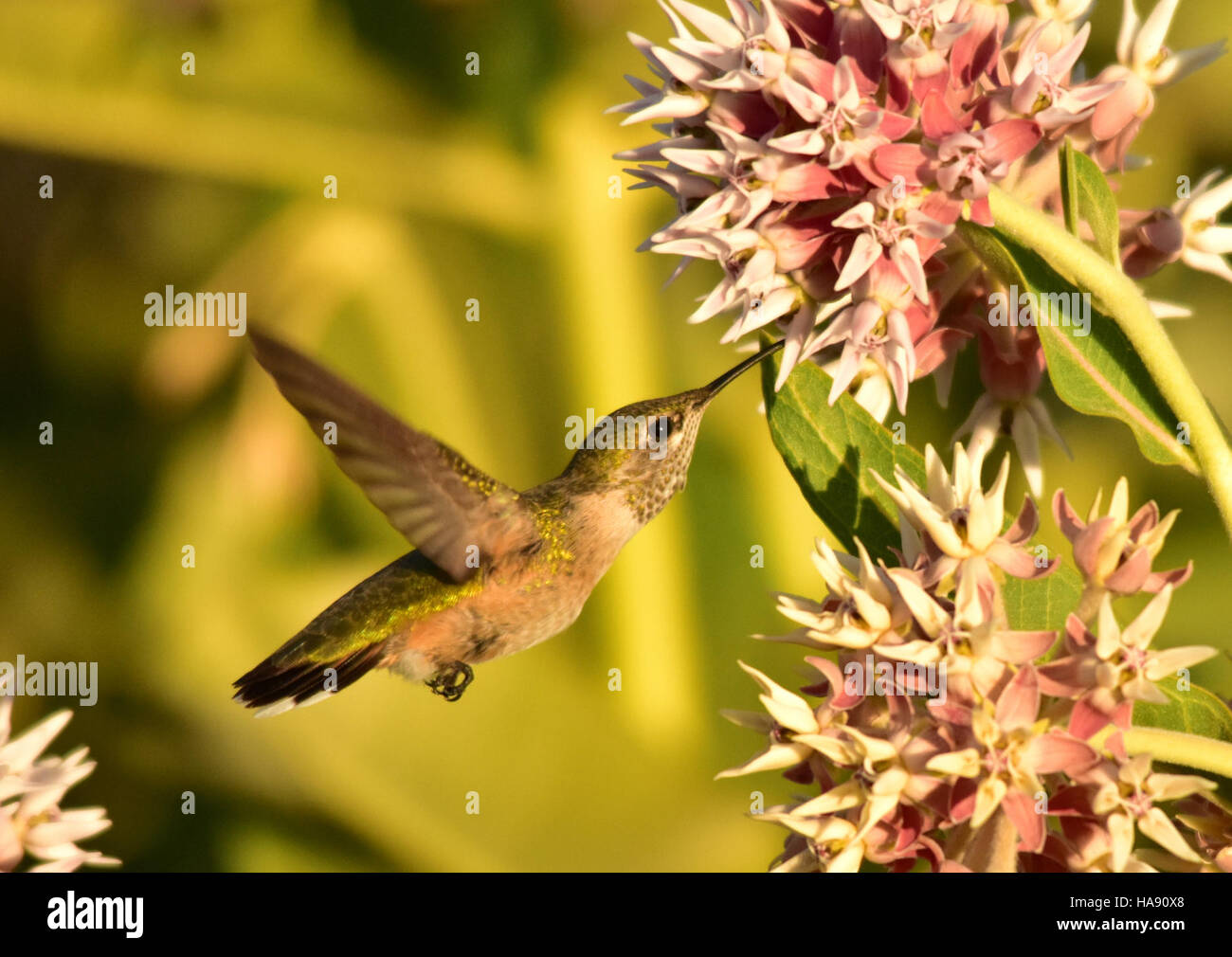 A juvenile male Rufous Hummingbird spotted at Seedskadee National ...