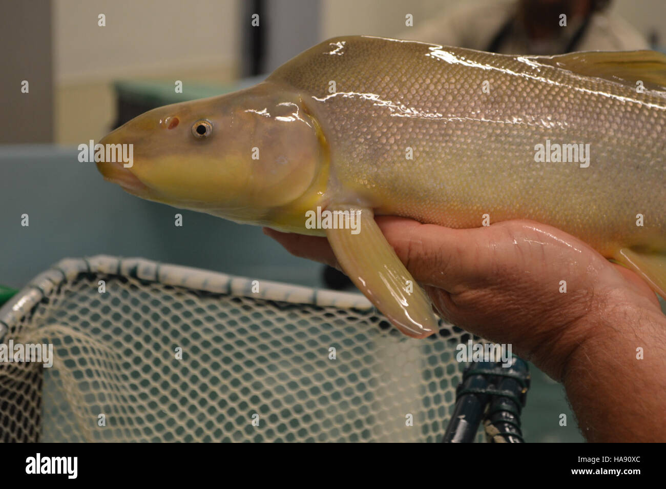 Razorback sucker hi-res stock photography and images - Alamy