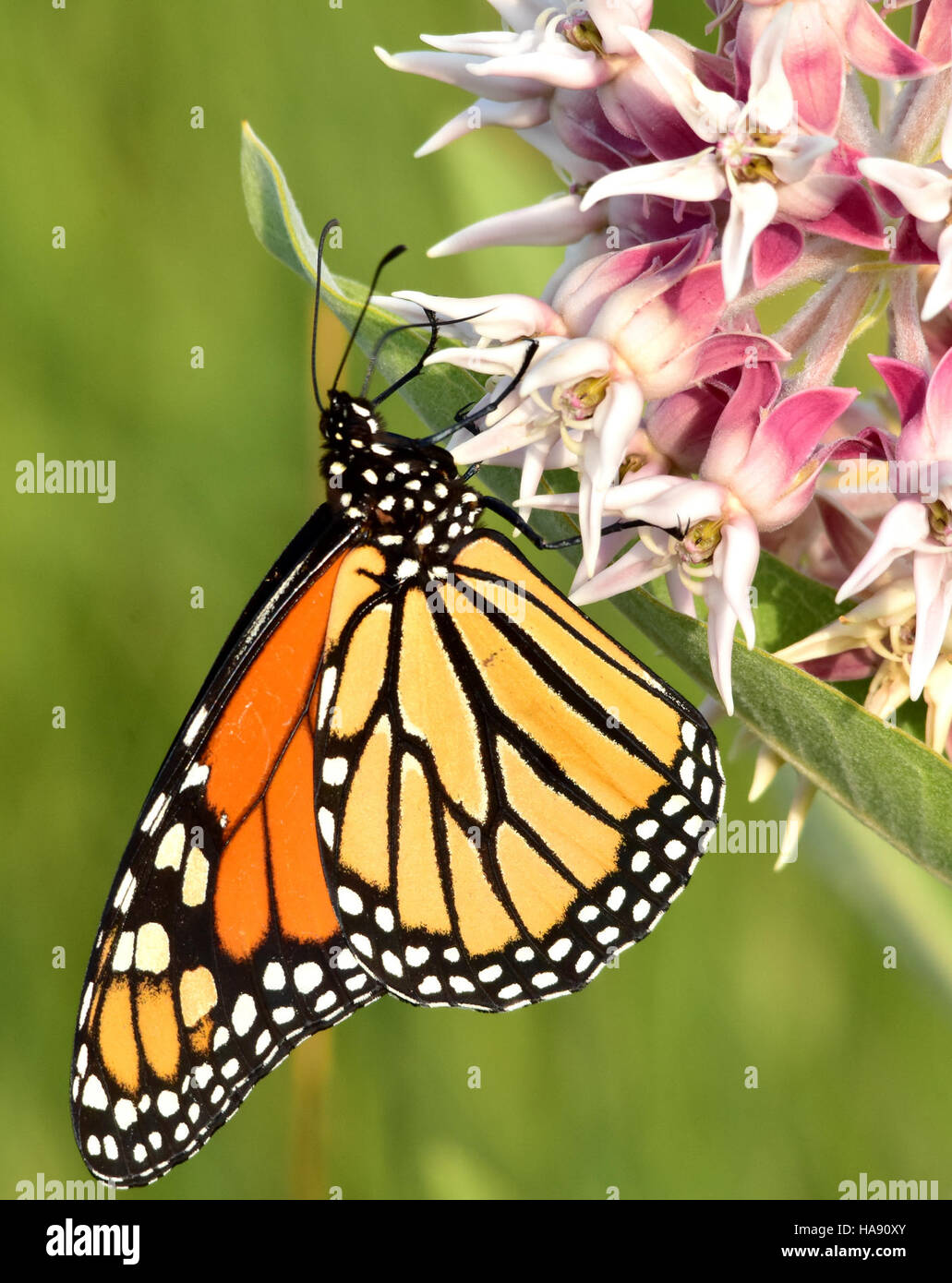 Monarch on showy milkweed hi-res stock photography and images - Alamy