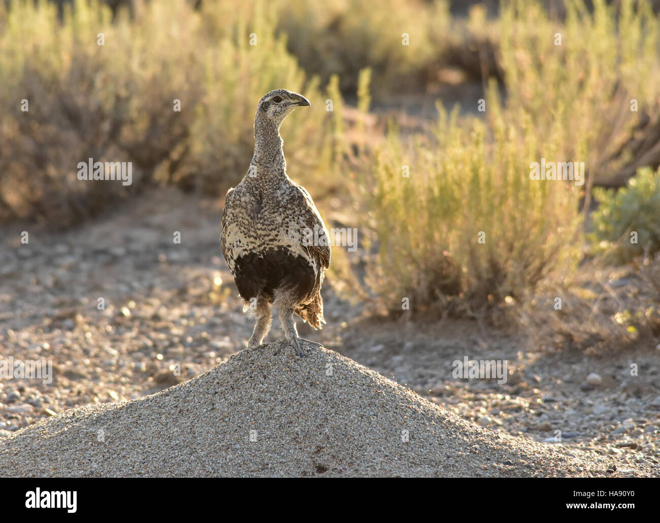 A Greater Sage-Grouse is observed at Seedskadee National Wildlife ...