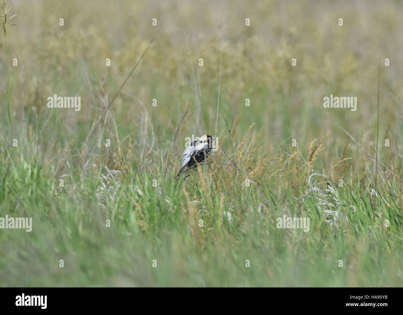 A Bobolink, a migratory bird species, is spotted at the J. Clark Salyer ...
