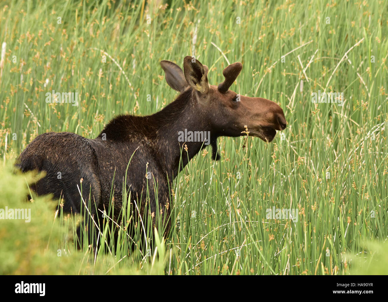 A moose spotted at Seedskadee National Wildlife Refuge, located in the ...